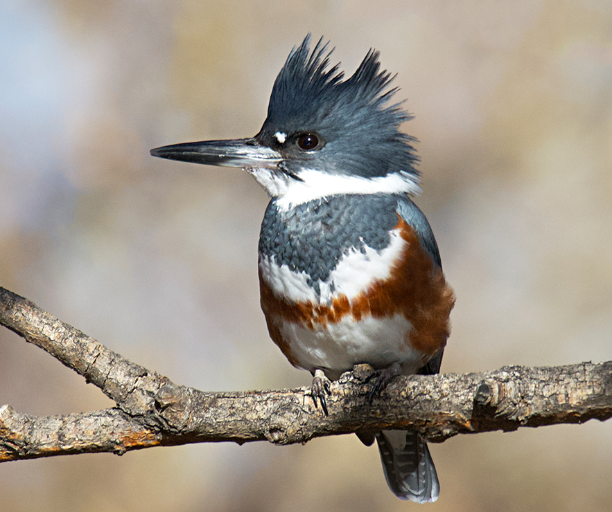 Denver Field Ornithologists