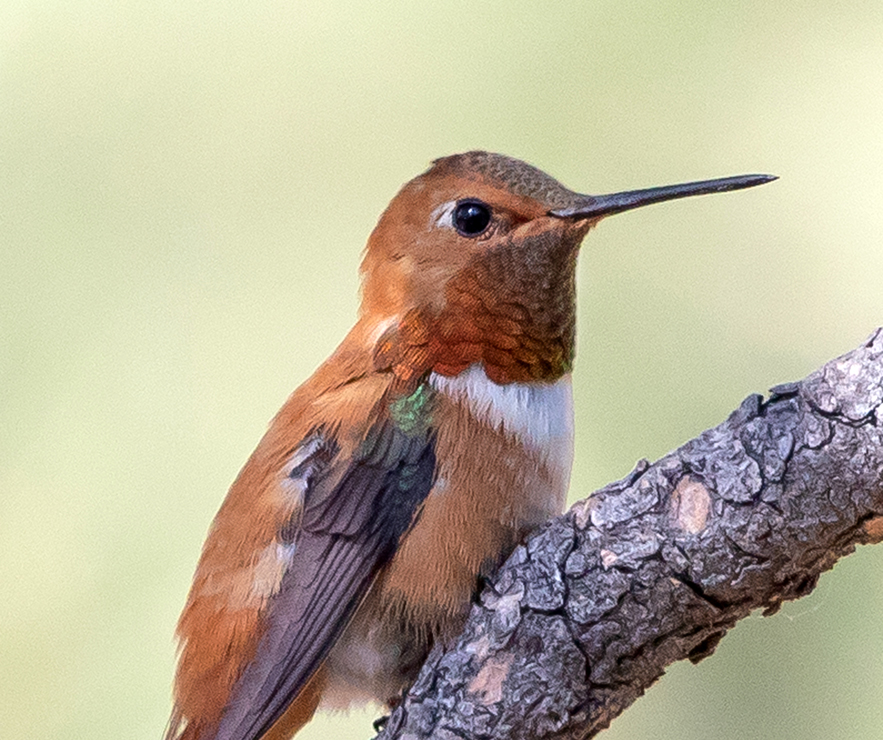 Denver Field Ornithologists